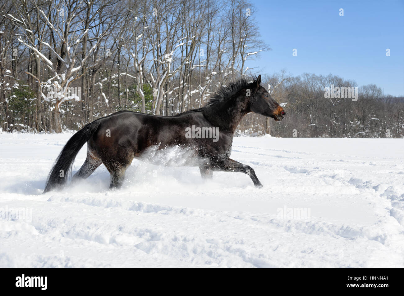 Black Quarter Horse Stallion Running