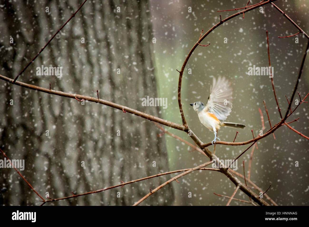 Plant spread wings hi-res stock photography and images - Alamy