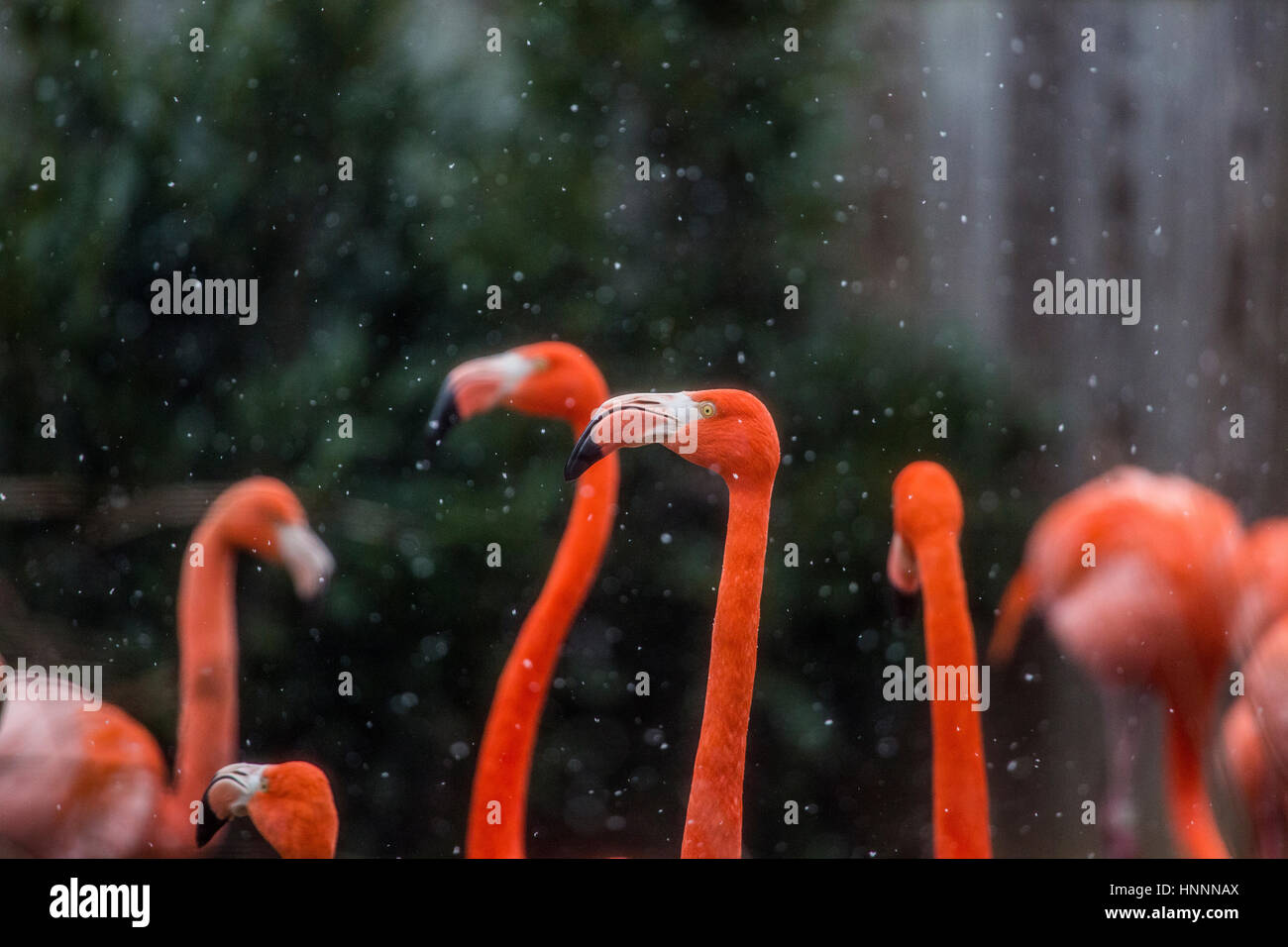 Flamingos during snowing Stock Photo - Alamy