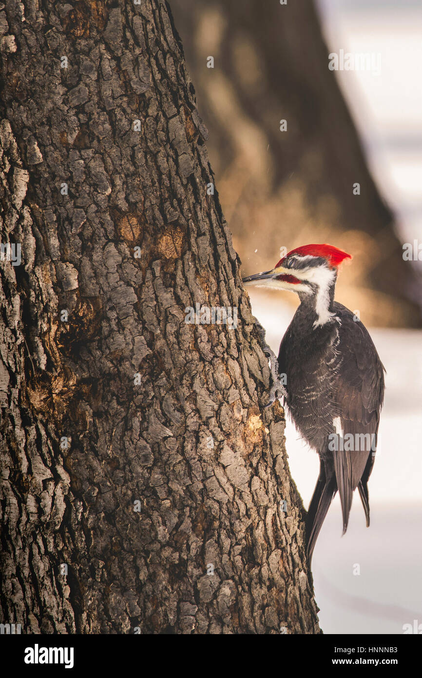 Brown woodpecker hi-res stock photography and images - Alamy