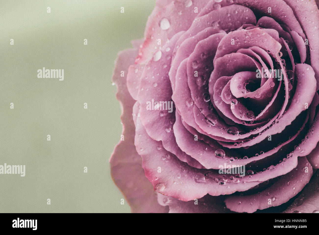 Close-up of wet pink rose flower Stock Photo - Alamy