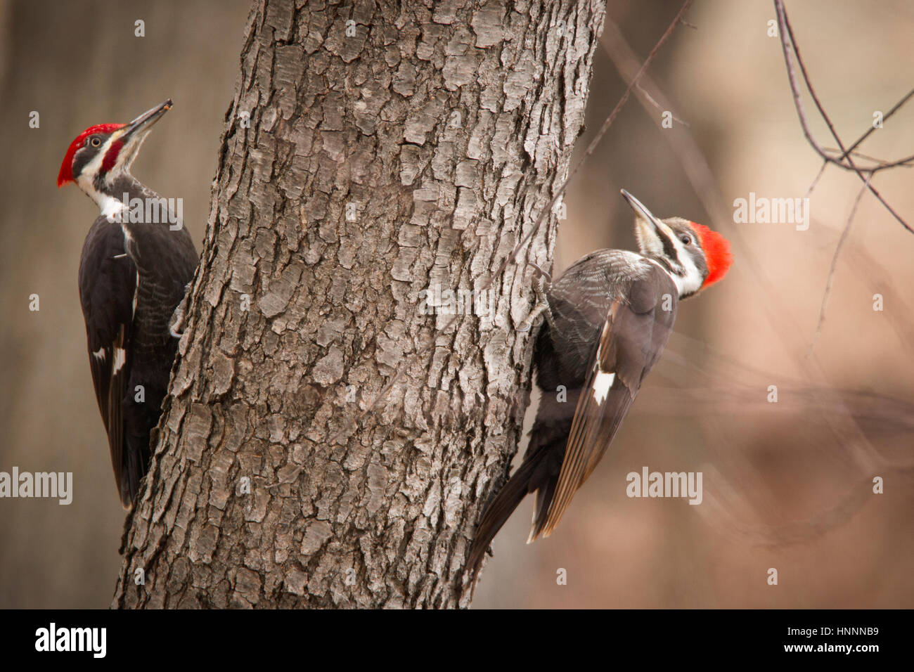Woodpeckers are pecking hi-res stock photography and images - Alamy