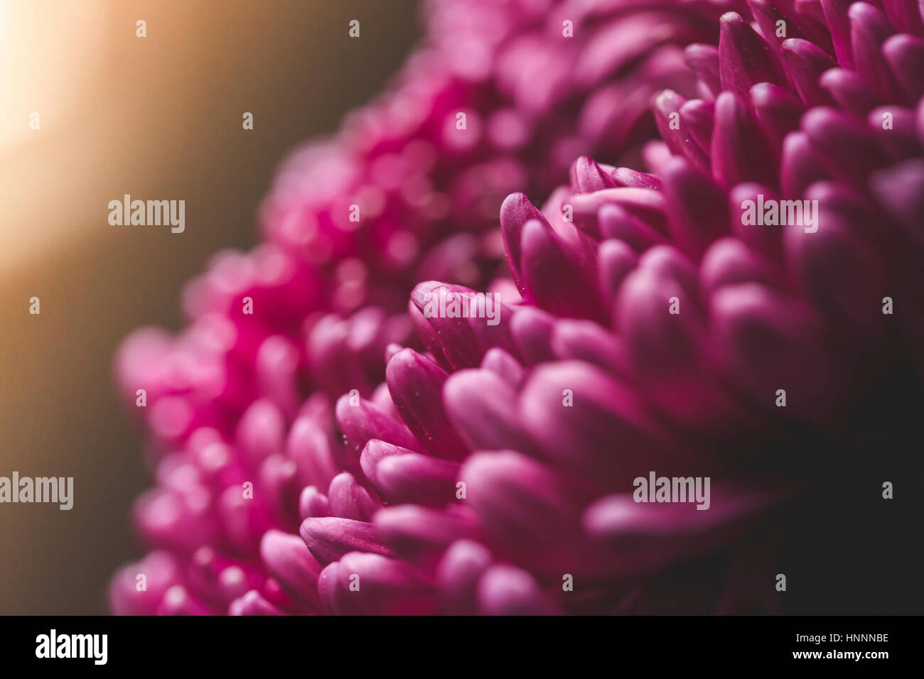 Close-up of chrysanthemum Stock Photo - Alamy