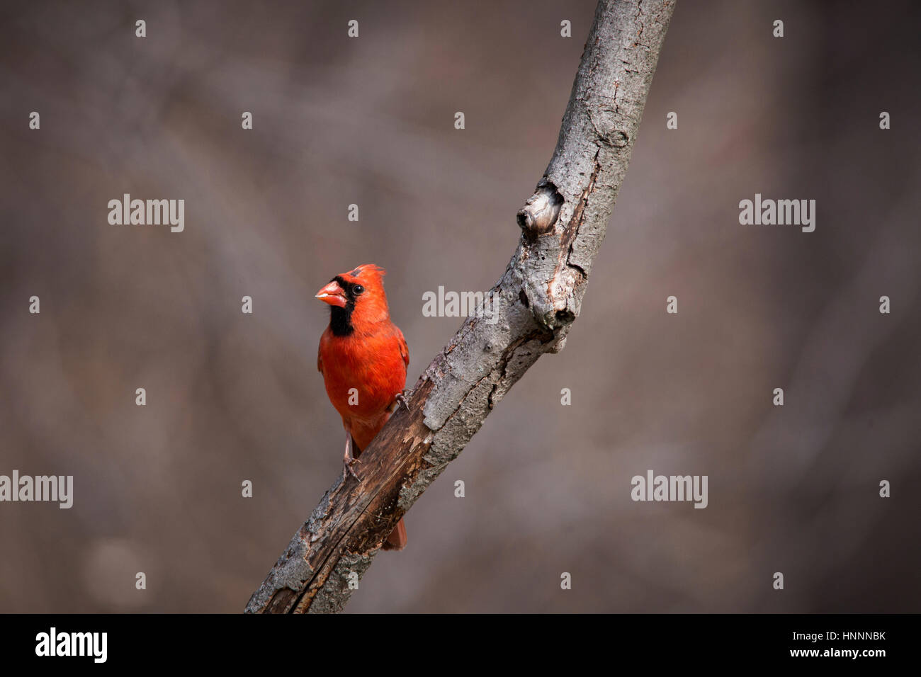 Male cardinal on branch hi-res stock photography and images - Alamy