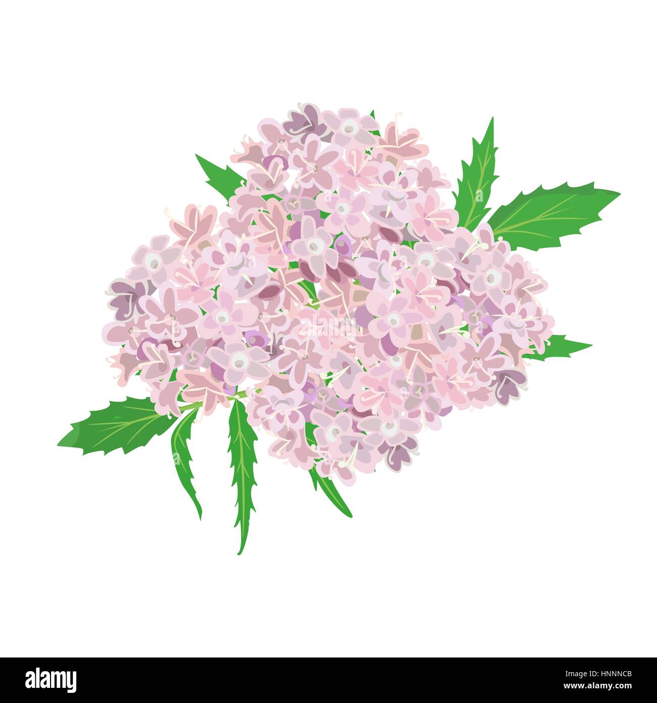 Scented pink flowers Stock Vector Images - Alamy