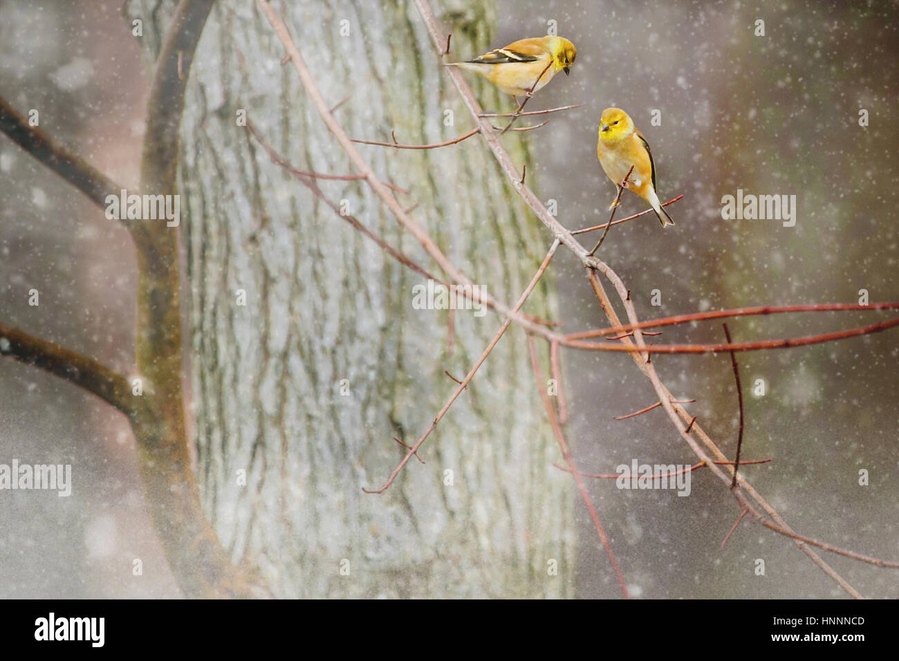 Close-up of yellow birds perching on branch during winter Stock Photo ...