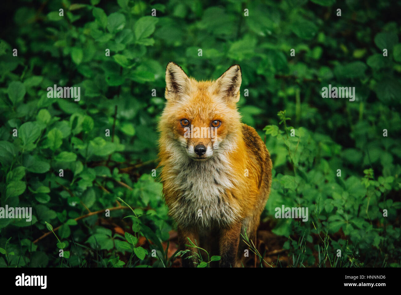 Fox standing hi-res stock photography and images - Alamy