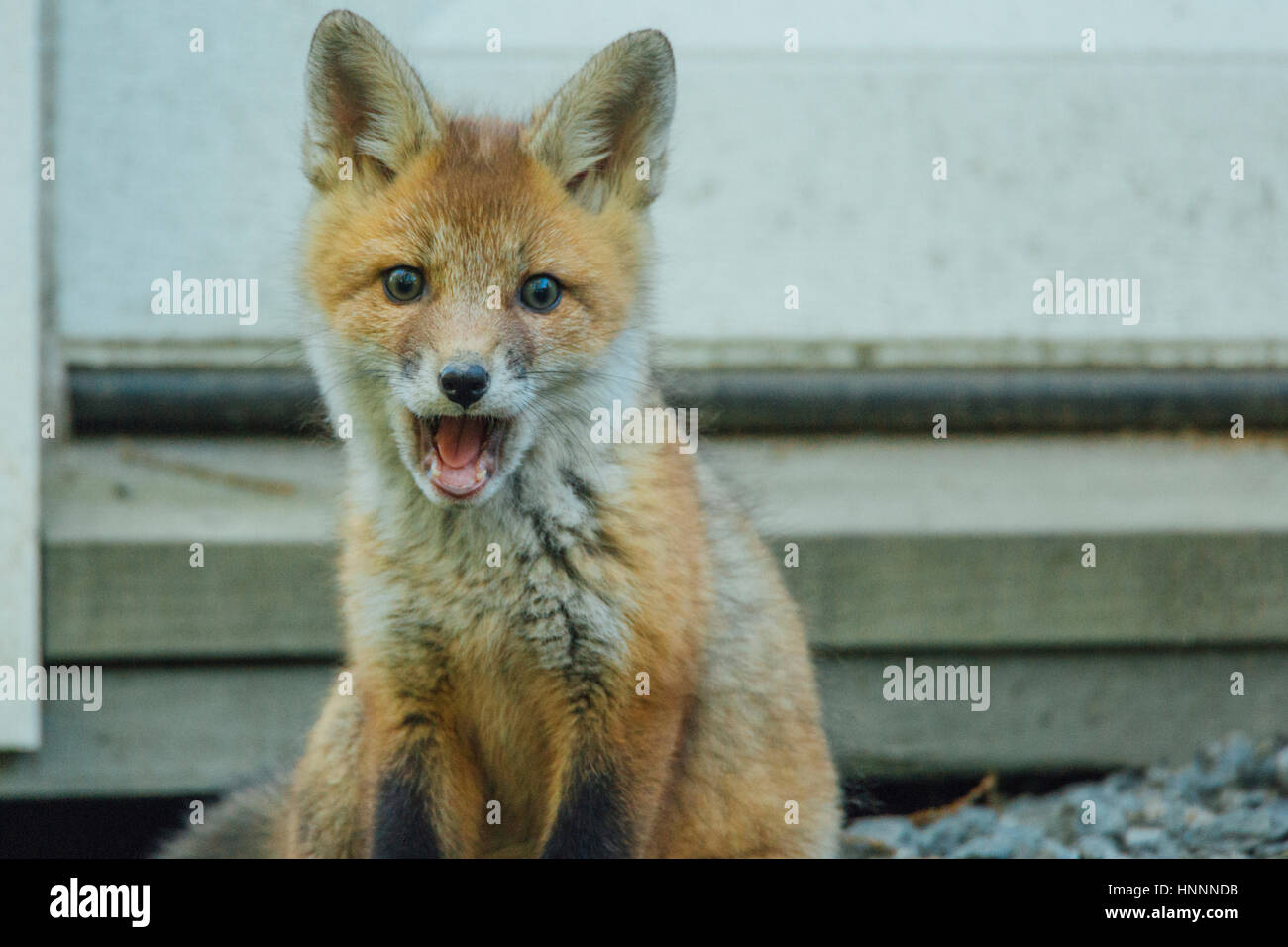 Fox mouth open hi-res stock photography and images - Alamy