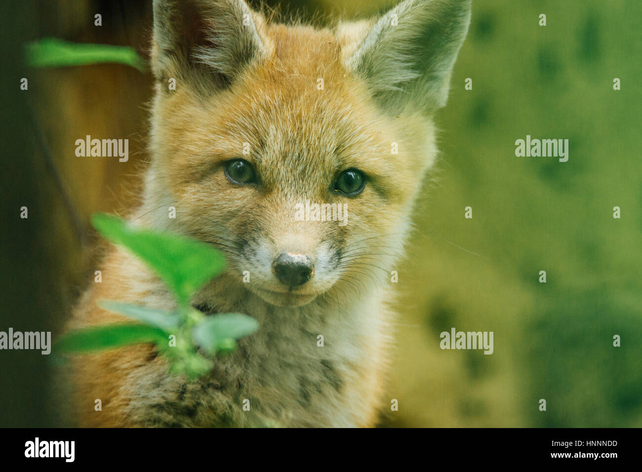 Portrait of fox hi-res stock photography and images - Alamy