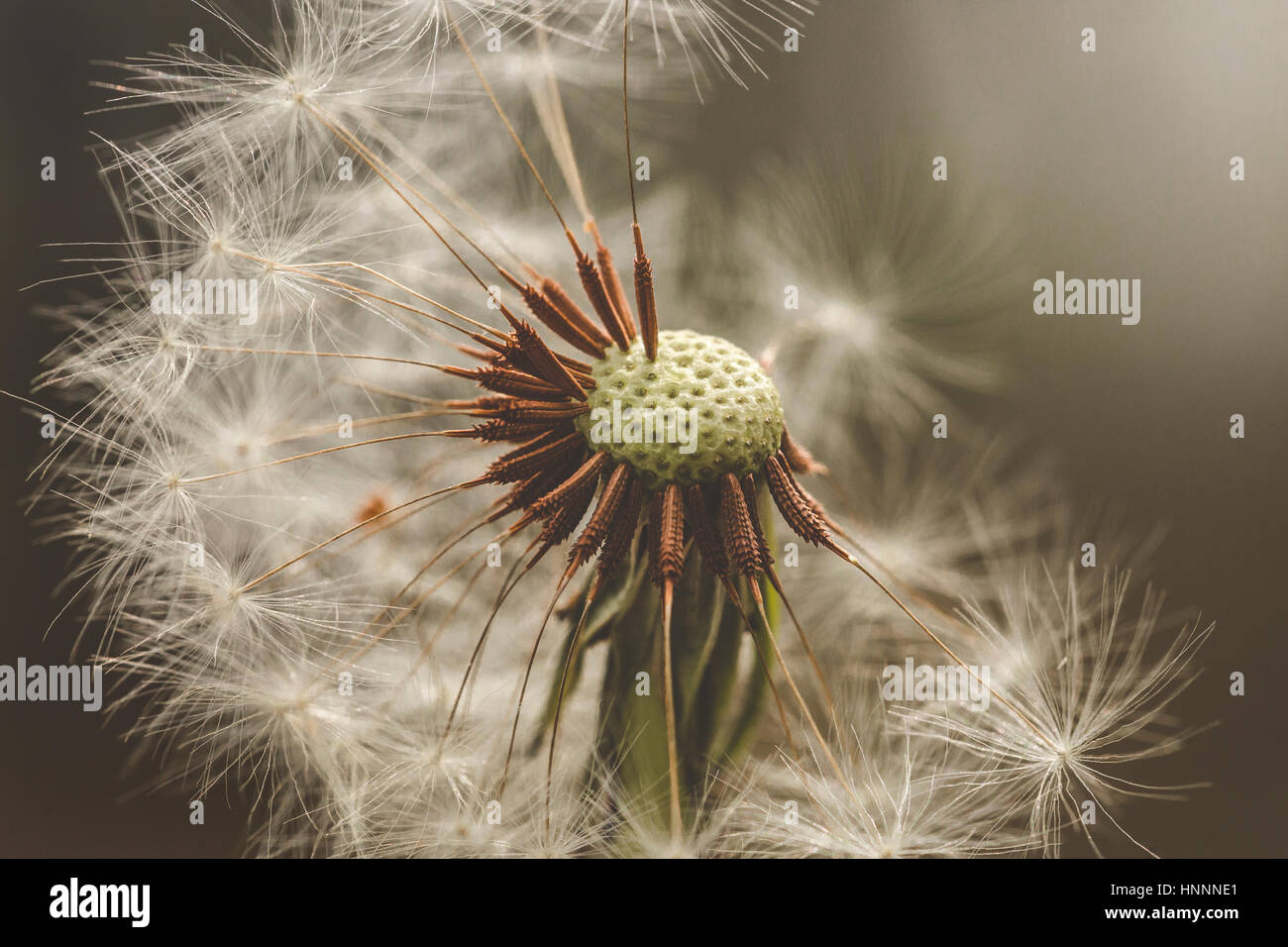 Dandelion flowers and seed hi-res stock photography and images - Alamy