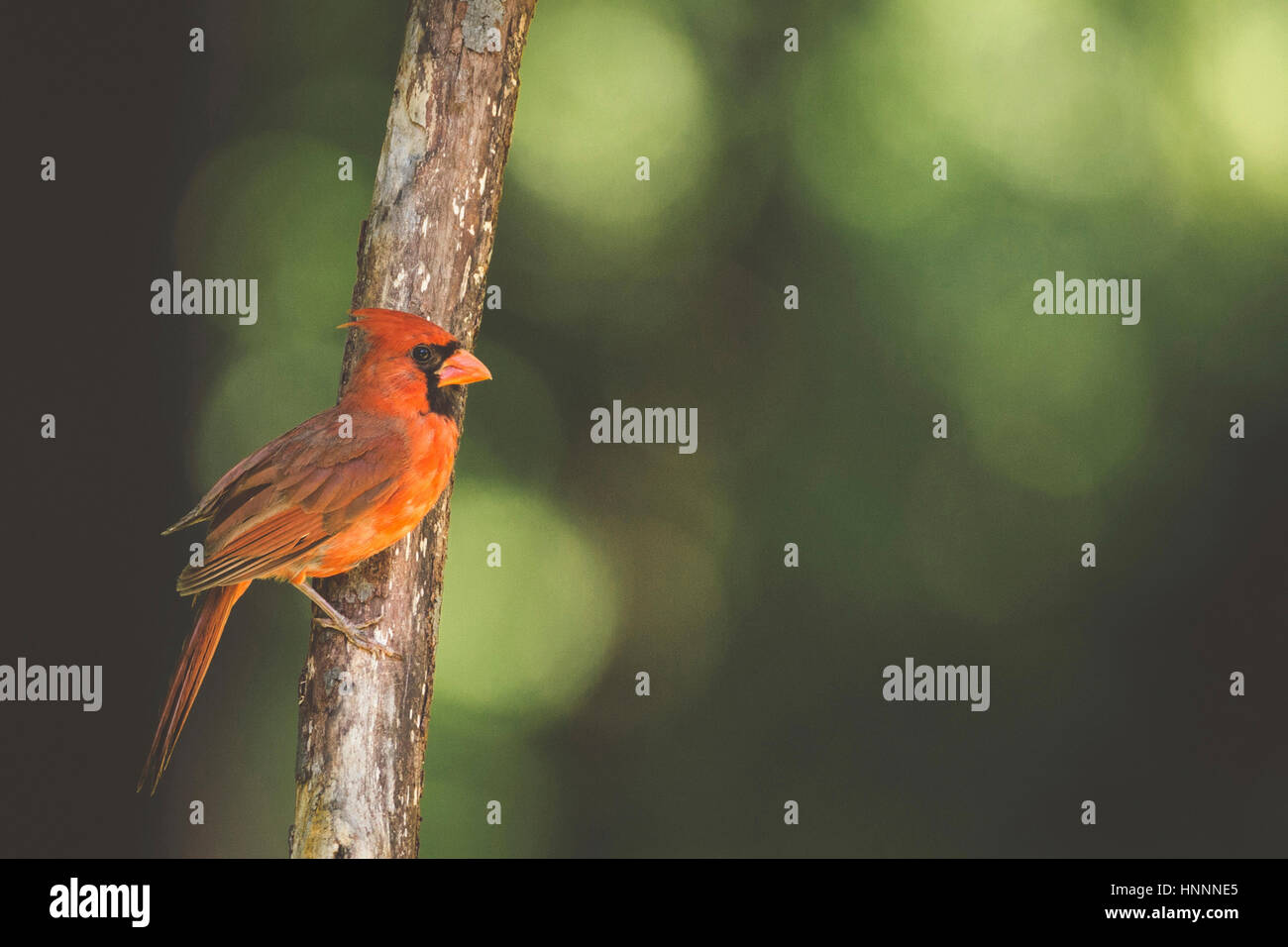 Cardinal in forest hi-res stock photography and images - Alamy