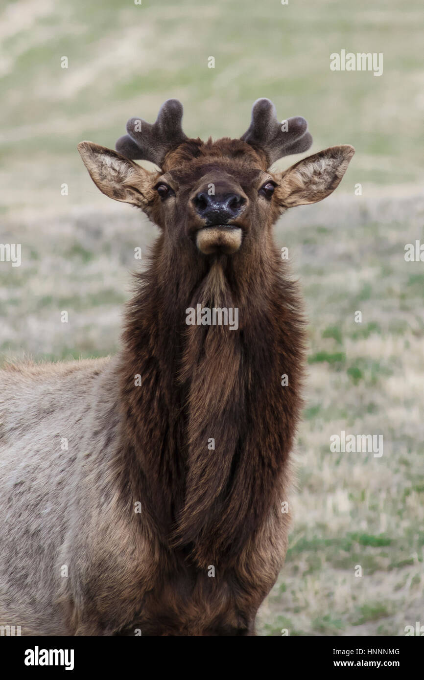 Elk field hi-res stock photography and images - Alamy