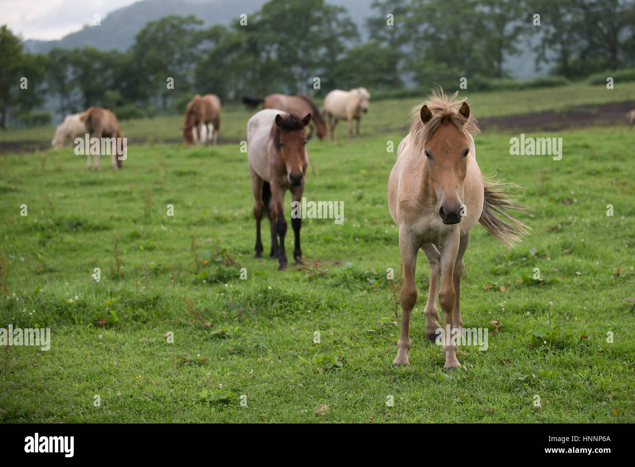 Horses at ranch Stock Photo - Alamy