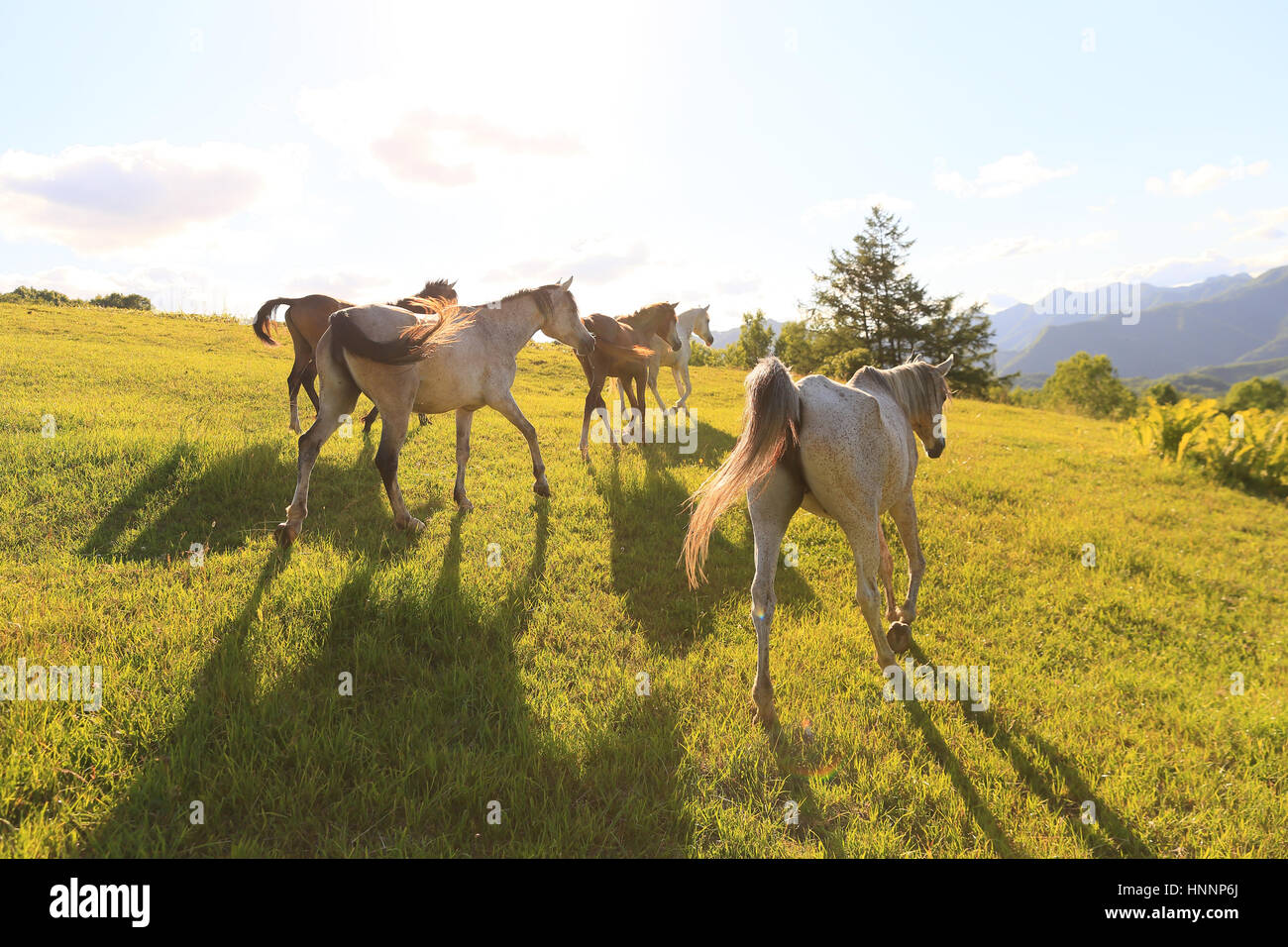 Horses at ranch Stock Photo - Alamy