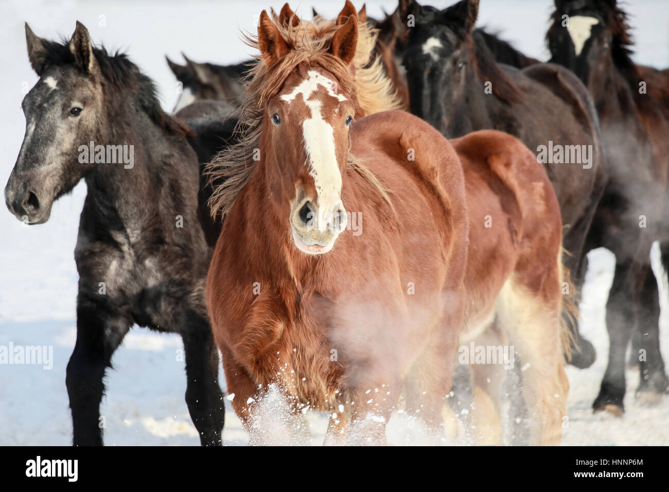 Horses in winter Stock Photo - Alamy