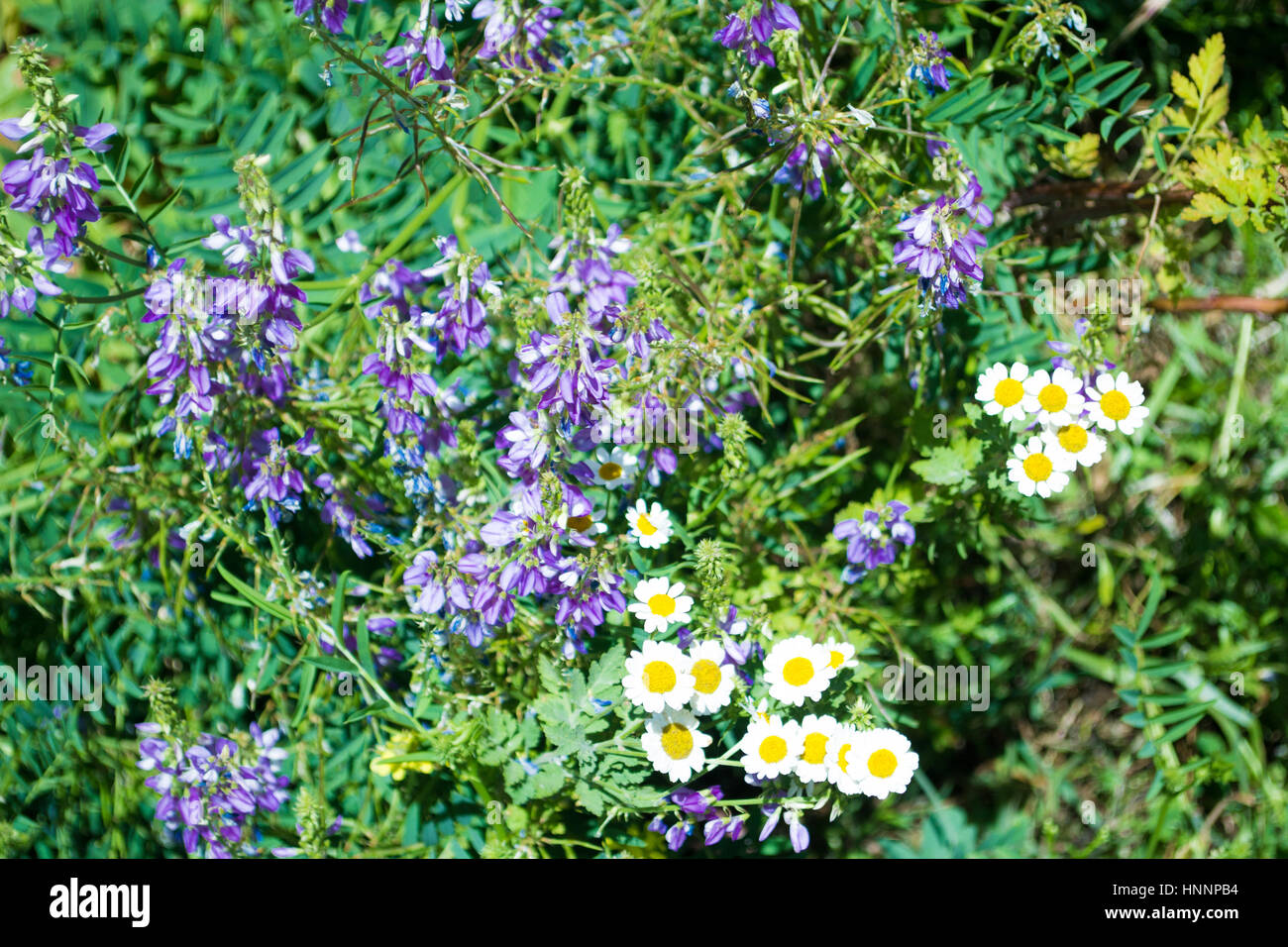A view of spring purple flowers in the green forest Stock Photo - Alamy