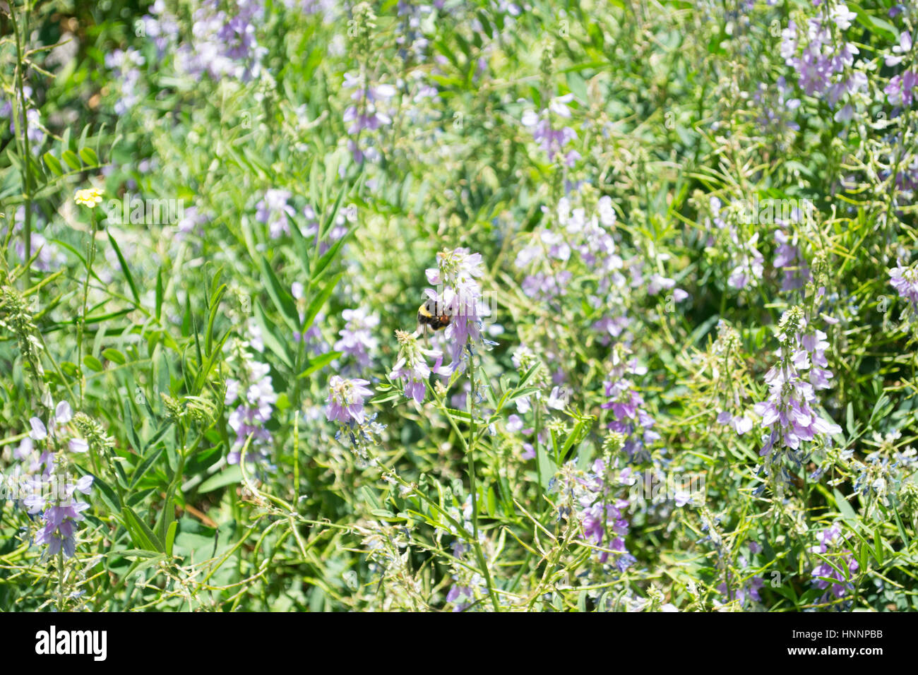 A view of spring purple flowers in the green forest Stock Photo - Alamy