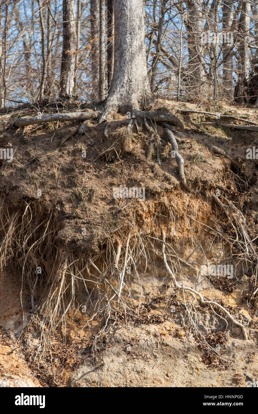 Tree roots on the river bank in Fayetteville, NC Stock Photo - Alamy