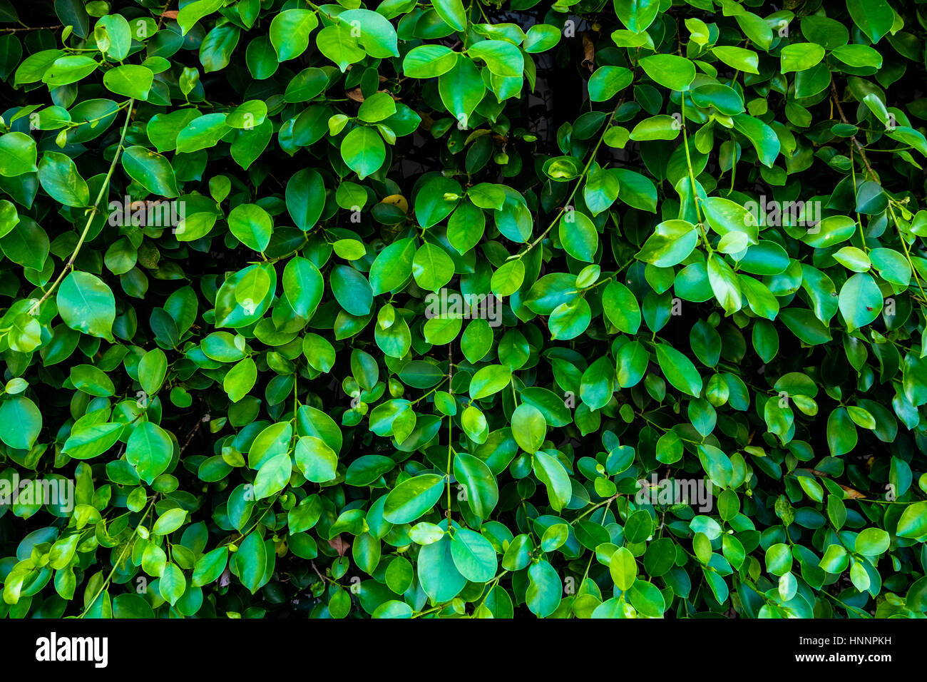 Bush seamless texture background hi-res stock photography and images ...