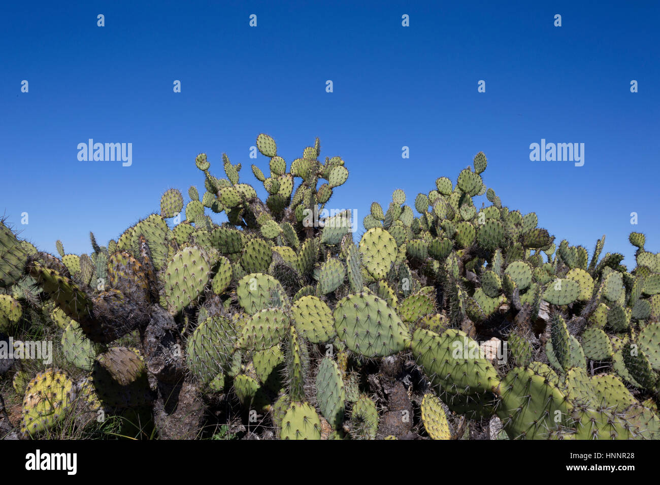 Bunny ears prickly pear cactus hi-res stock photography and images - Alamy
