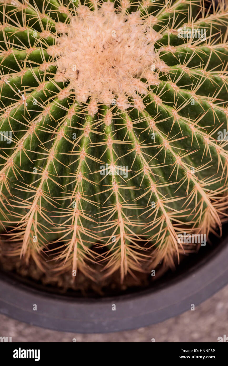 cactus, sugar palm leaf, decoration in the garden Stock Photo - Alamy