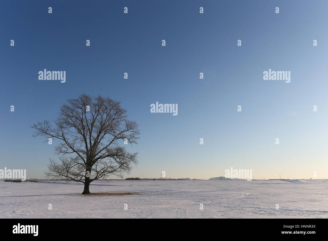 Japanese elm tree in winter Stock Photo - Alamy
