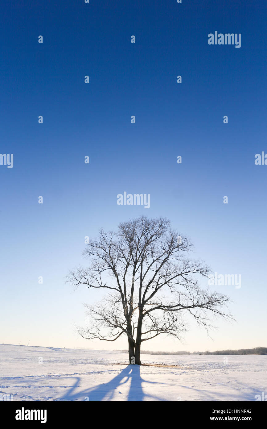 Japanese elm tree in winter Stock Photo - Alamy