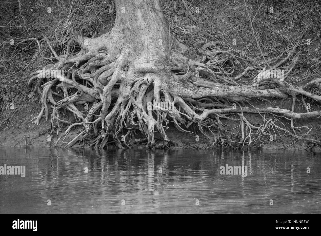 Tree roots visible from the Cape Fear River Stock Photo - Alamy