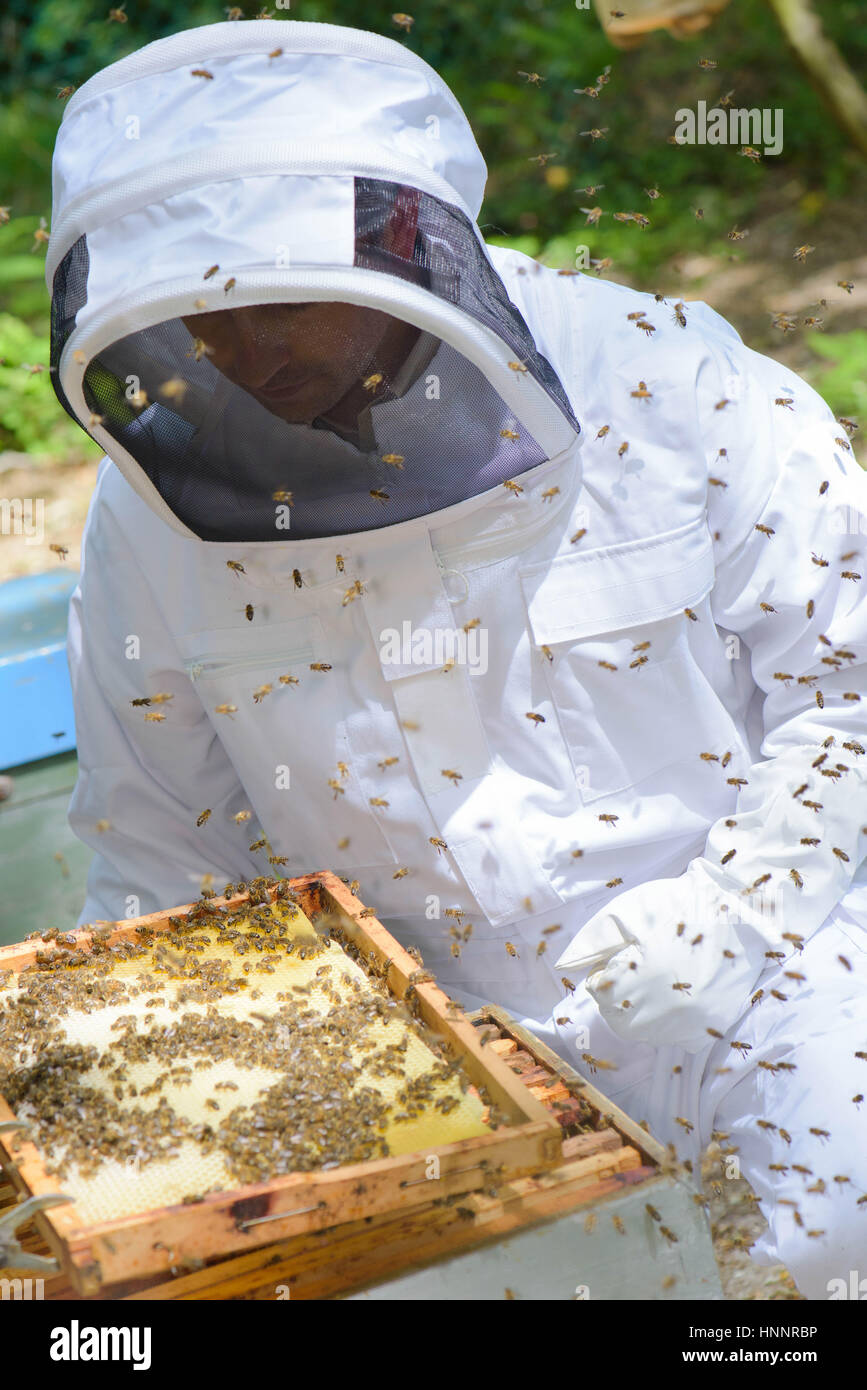 Disturbed bees hi-res stock photography and images - Alamy