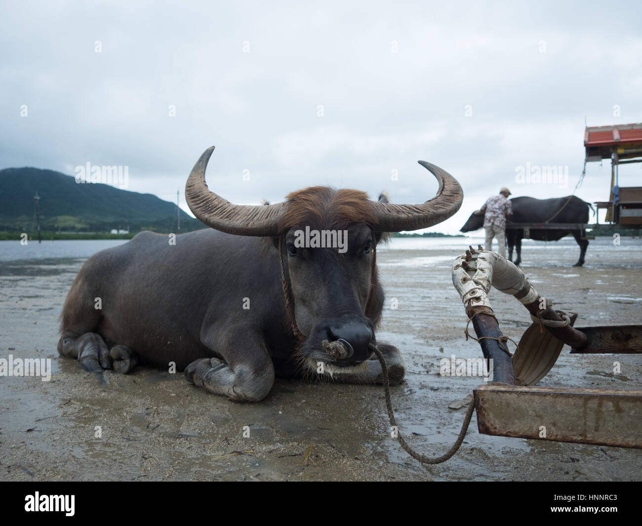 Taketomi buffalo hi-res stock photography and images - Alamy