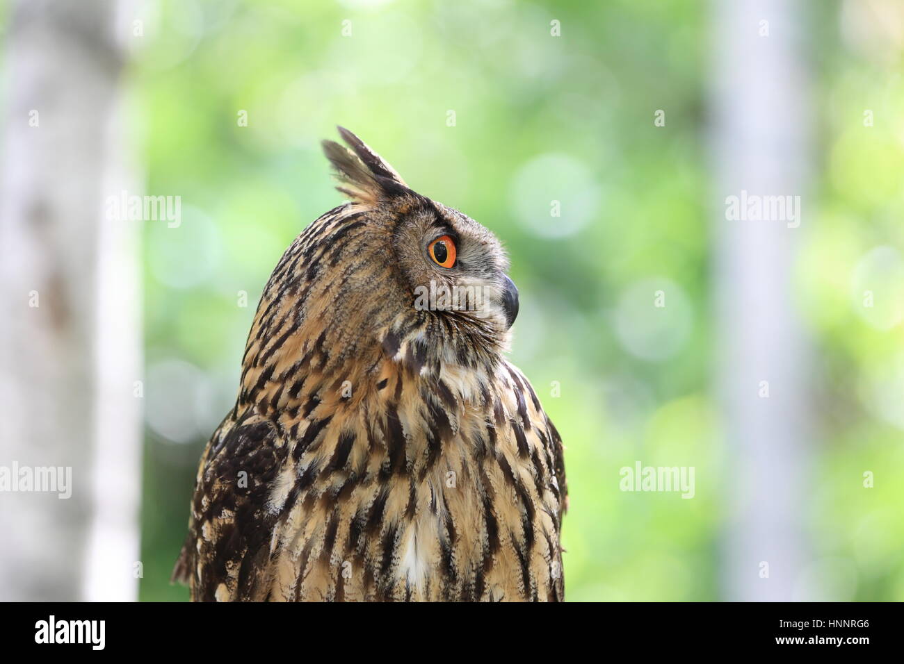 2010 owl animal hi-res stock photography and images - Alamy