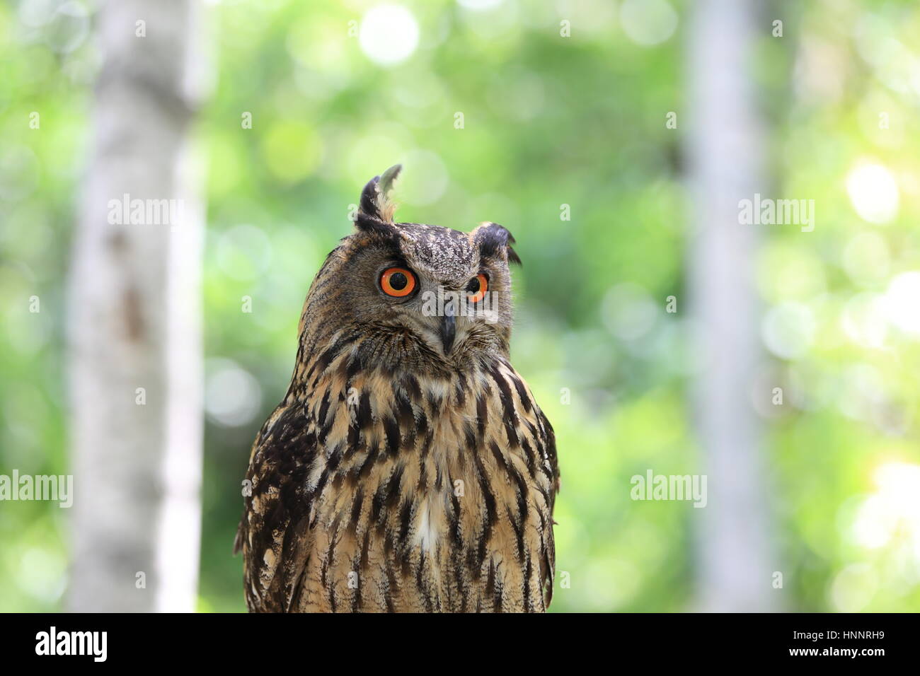 2010 owl animal hi-res stock photography and images - Alamy