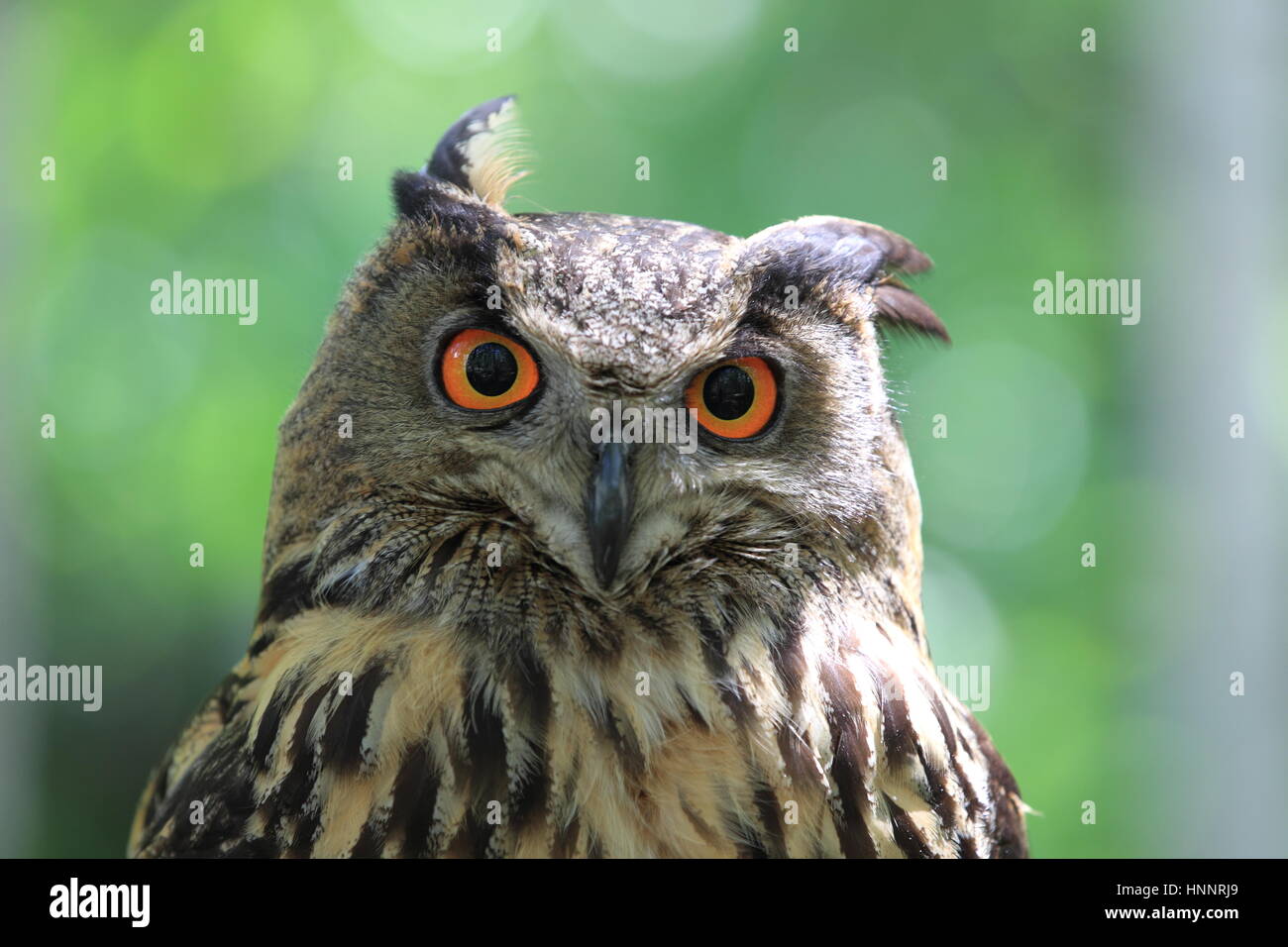 2010 owl animal hi-res stock photography and images - Alamy