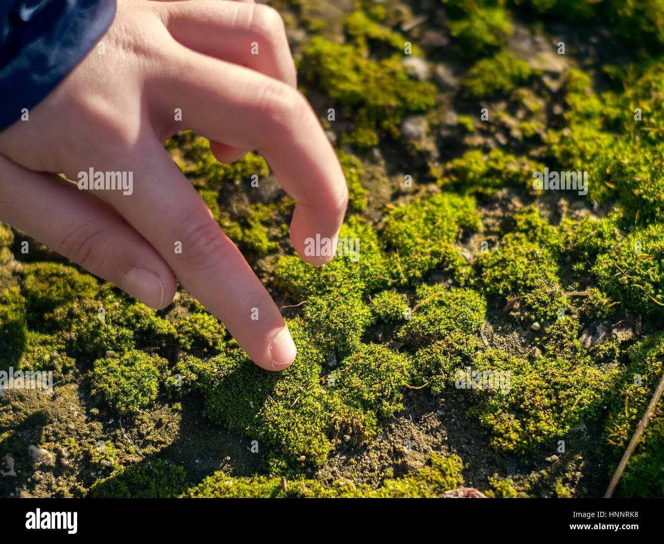A hand touching beautiful and bright green moss Stock Photo - Alamy