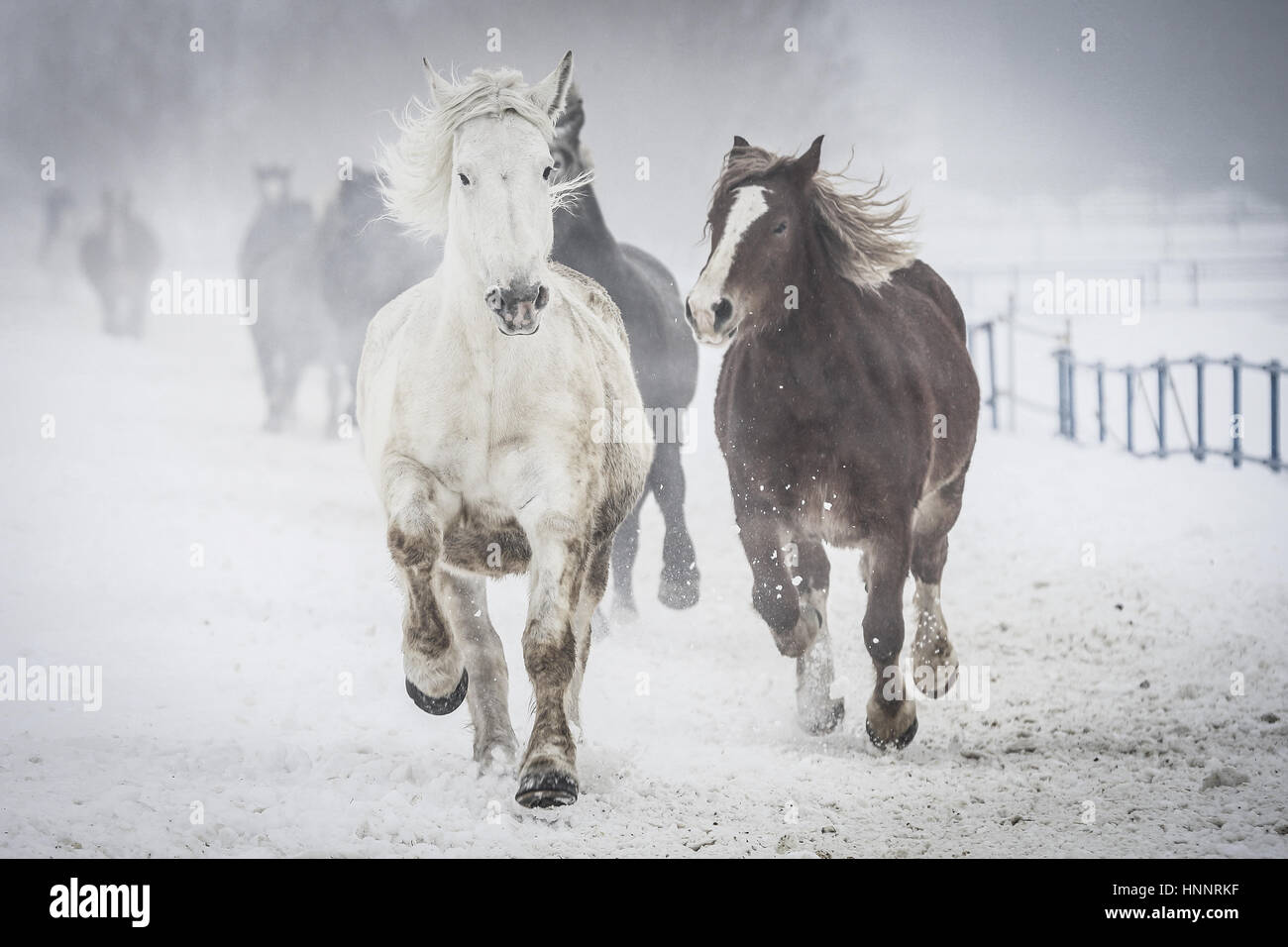 Horses running on the snow field Stock Photo - Alamy