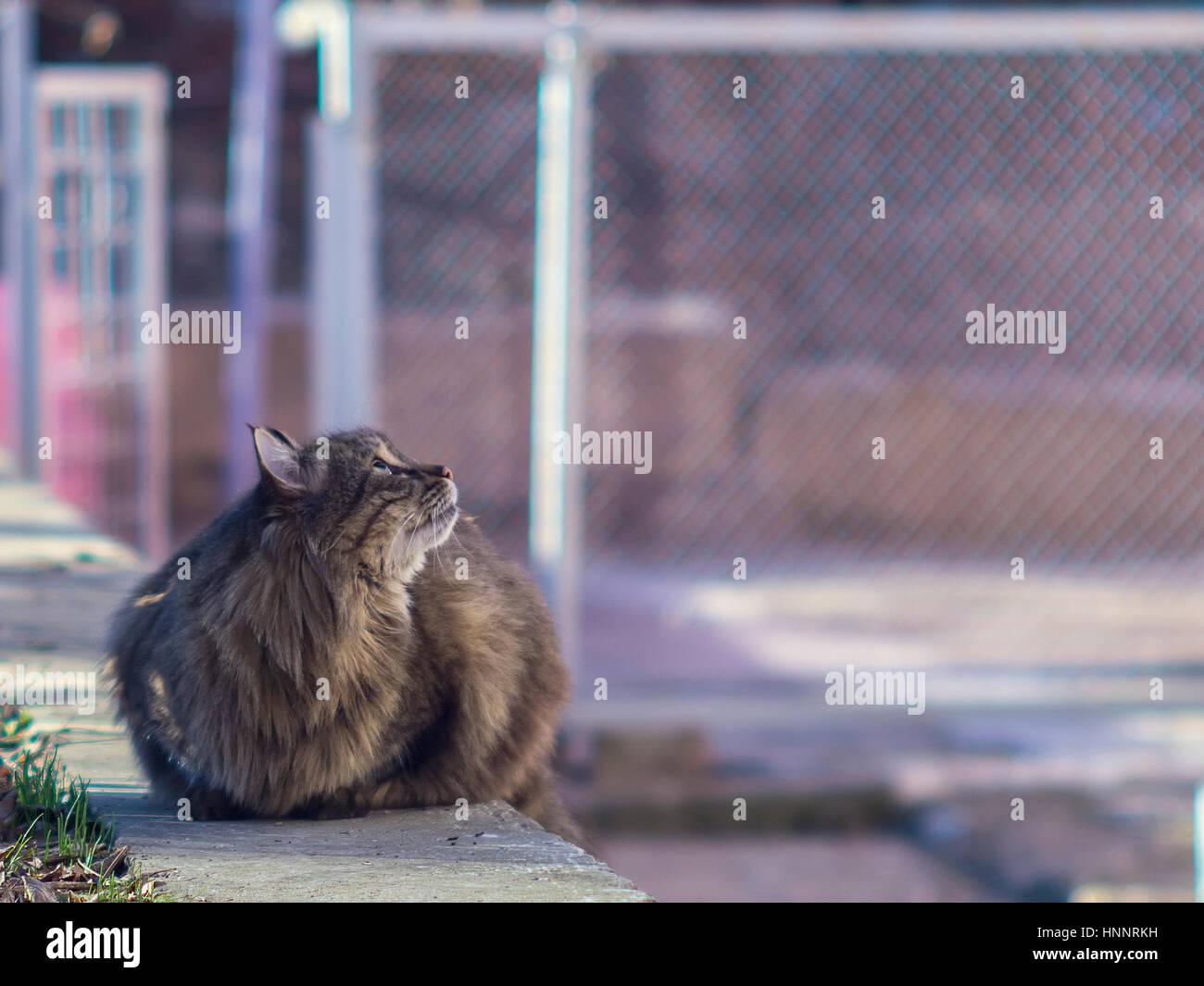 The old and big cat looks look up. Close up Stock Photo - Alamy