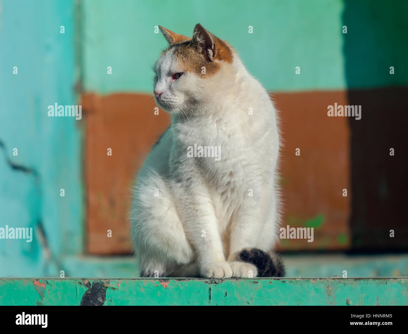 Very serious hi-res stock photography and images - Alamy