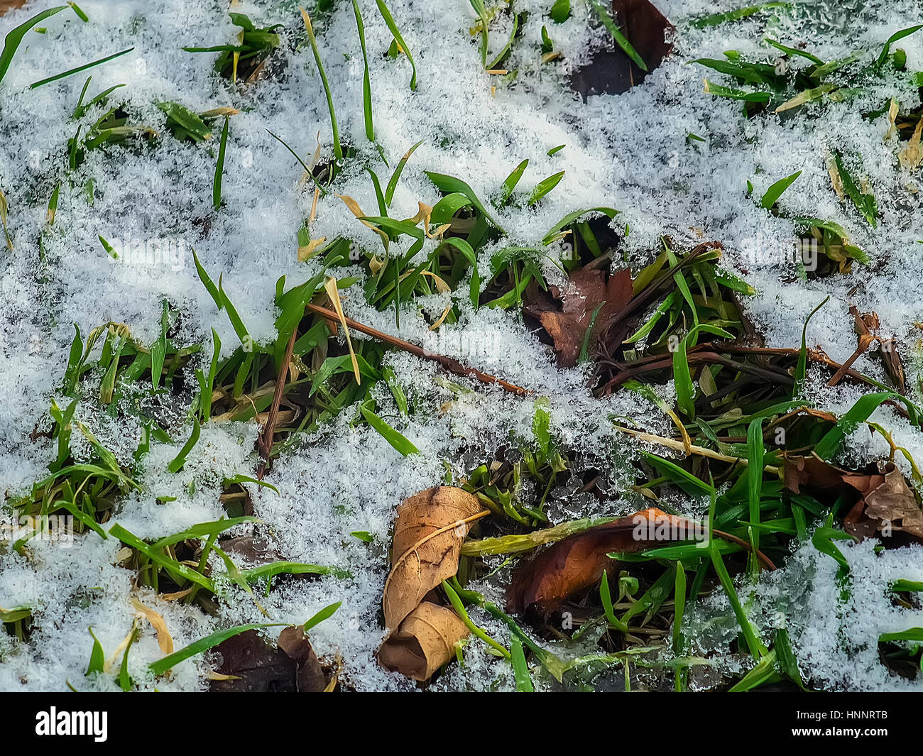 The green grass growing through the cold snow Stock Photo - Alamy