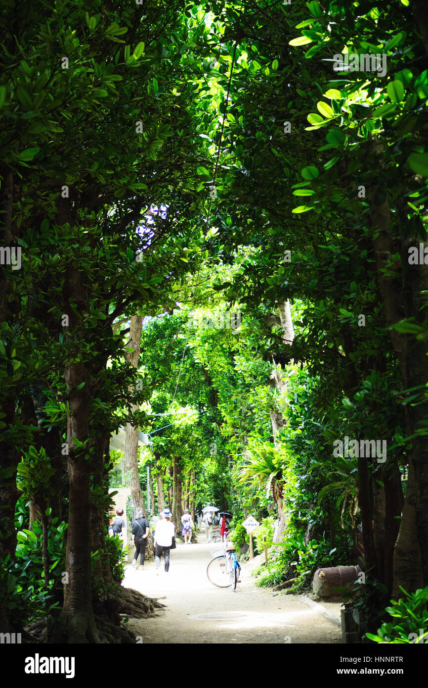 Garcinia tree lined road Stock Photo - Alamy