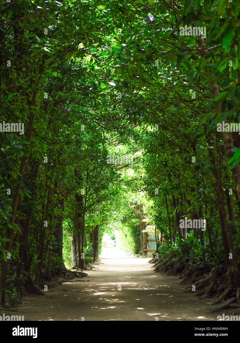Garcinia tree lined road Stock Photo - Alamy