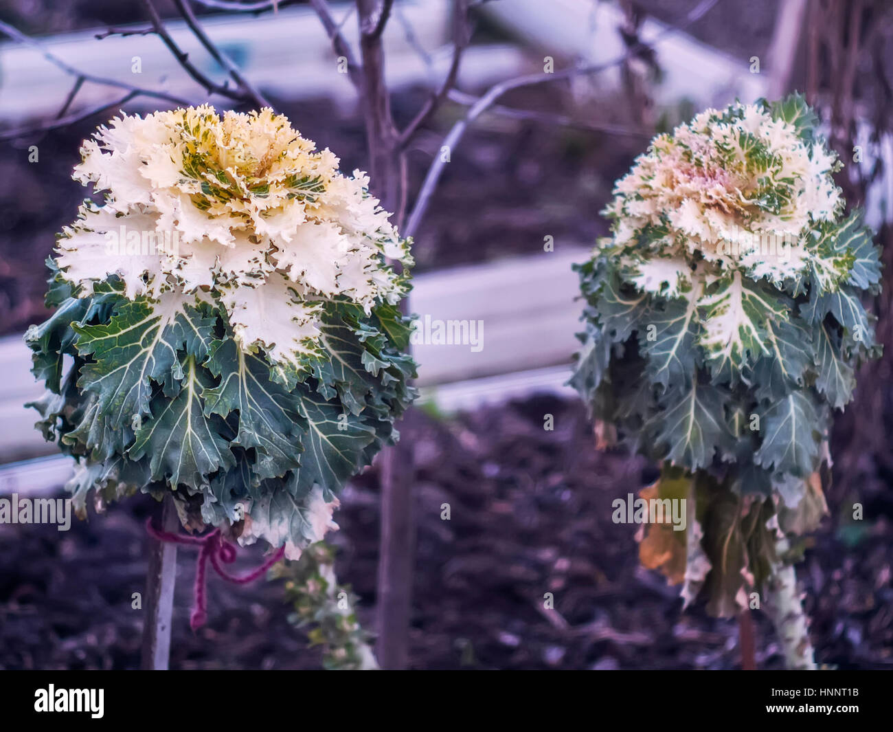 An interesting plants are growing in the garden Stock Photo - Alamy
