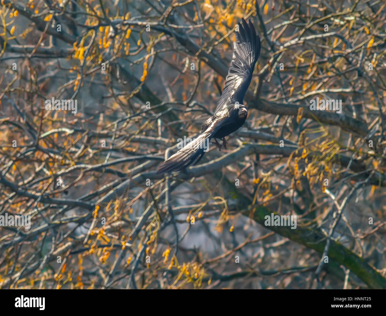 The crow rapidly flying around the tree Stock Photo - Alamy