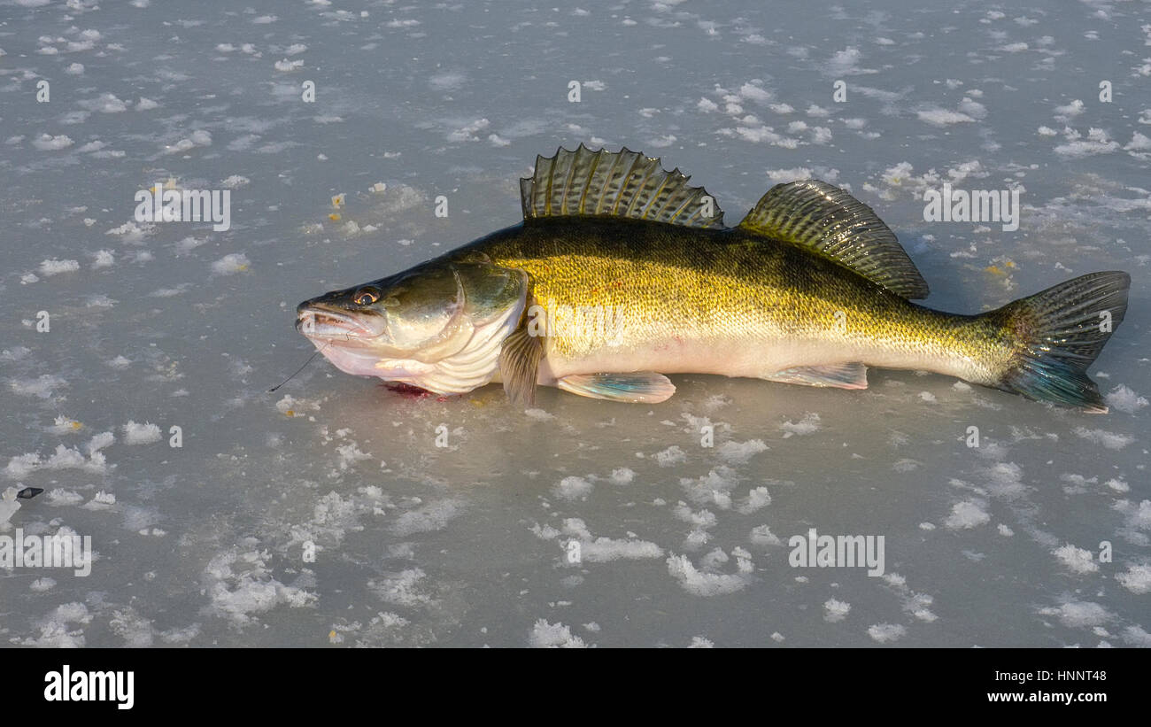 The great big zander on the ice Stock Photo - Alamy