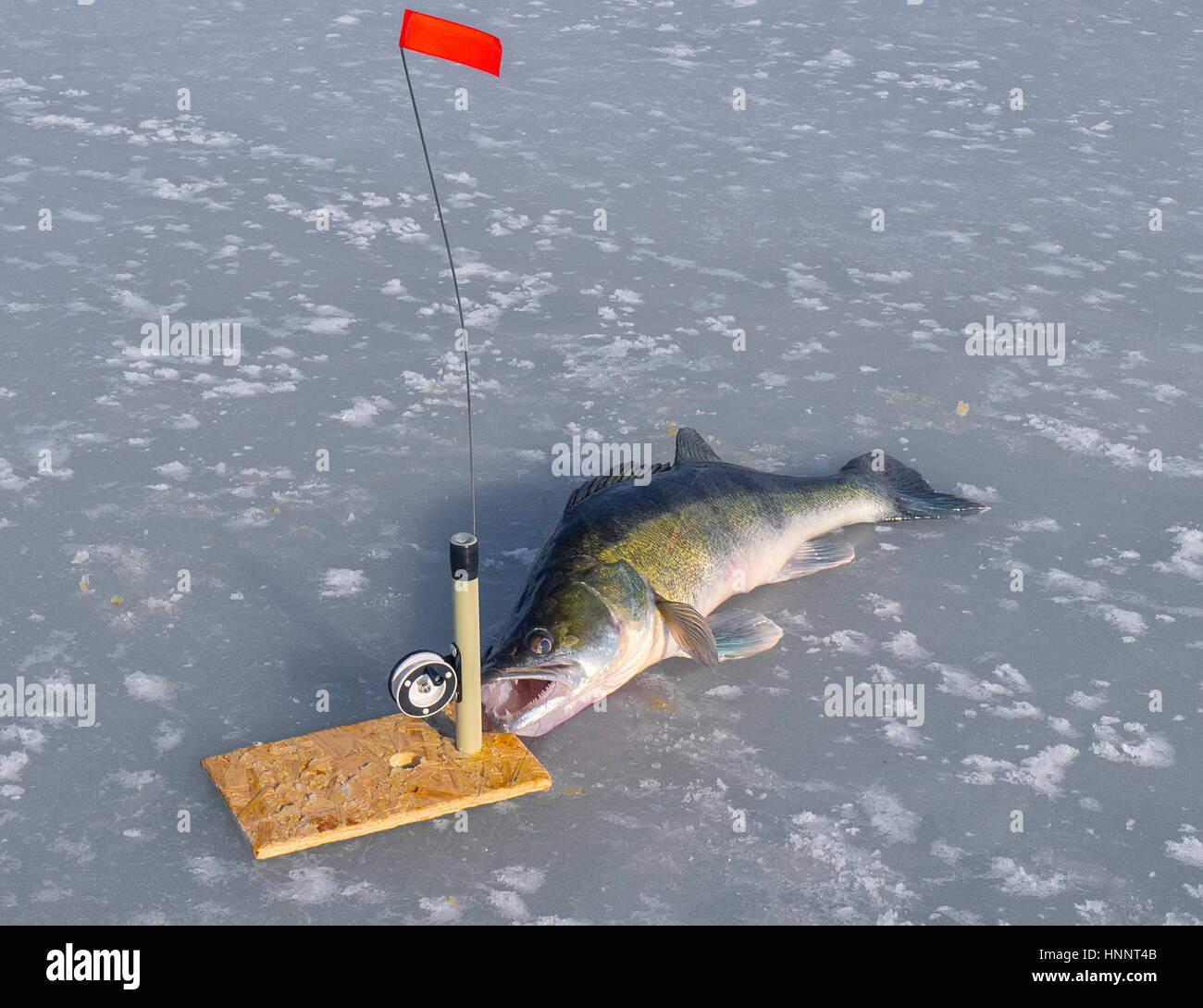 The huge zander and tackle for fishing on the ice Stock Photo - Alamy