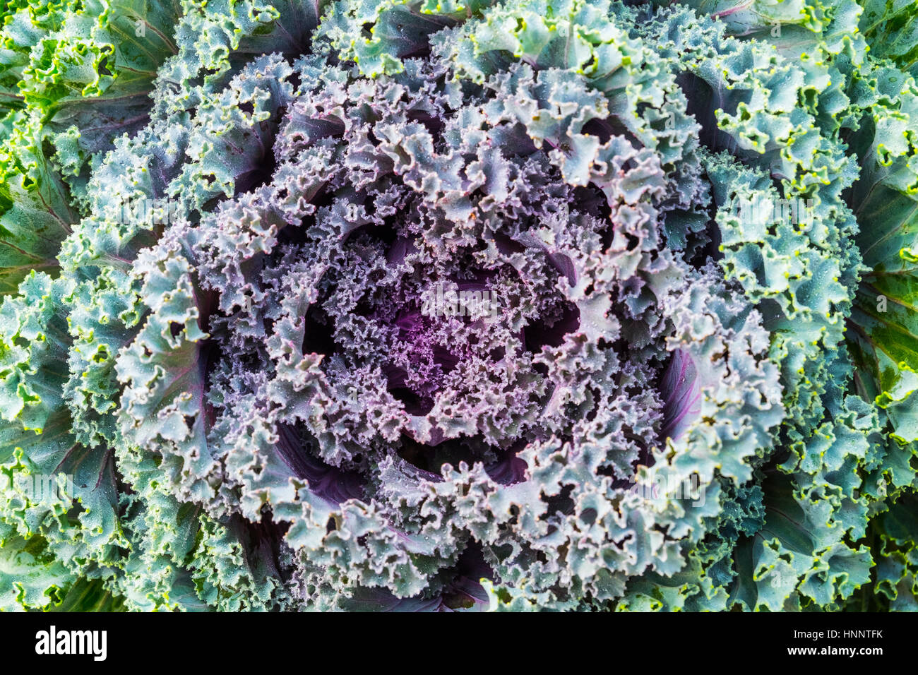 Closeup on top view of cruciferae (Brassicaceae Stock Photo - Alamy