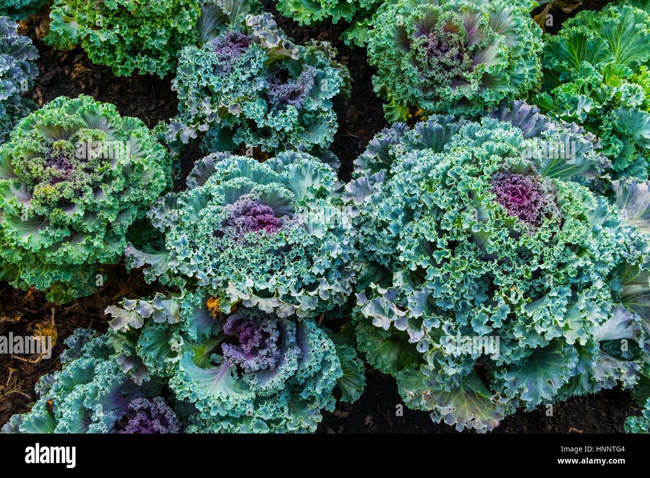 Closeup on top view of cruciferae (Brassicaceae Stock Photo - Alamy