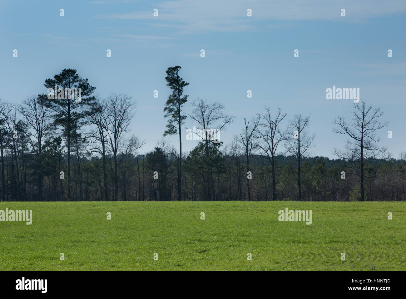 An overly fertilized field in North Carolina Stock Photo - Alamy