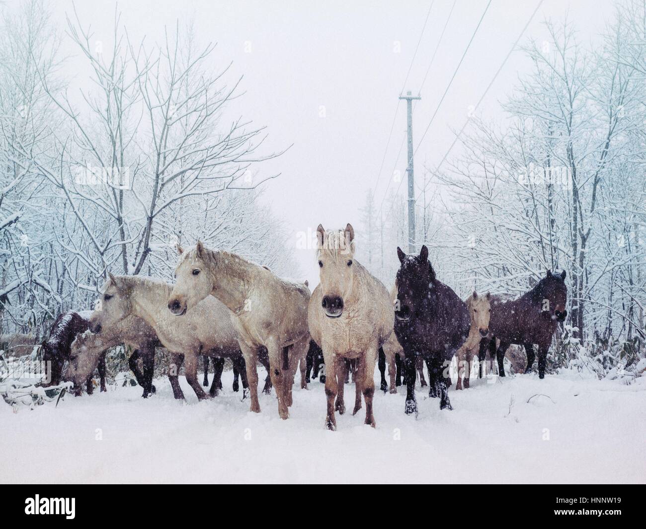 Horses in winter Stock Photo - Alamy