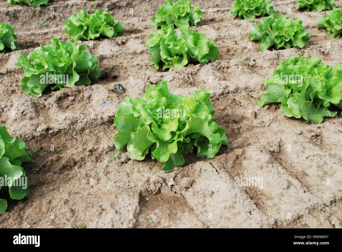 Green salad is growing in the field. Agriculture Stock Photo - Alamy
