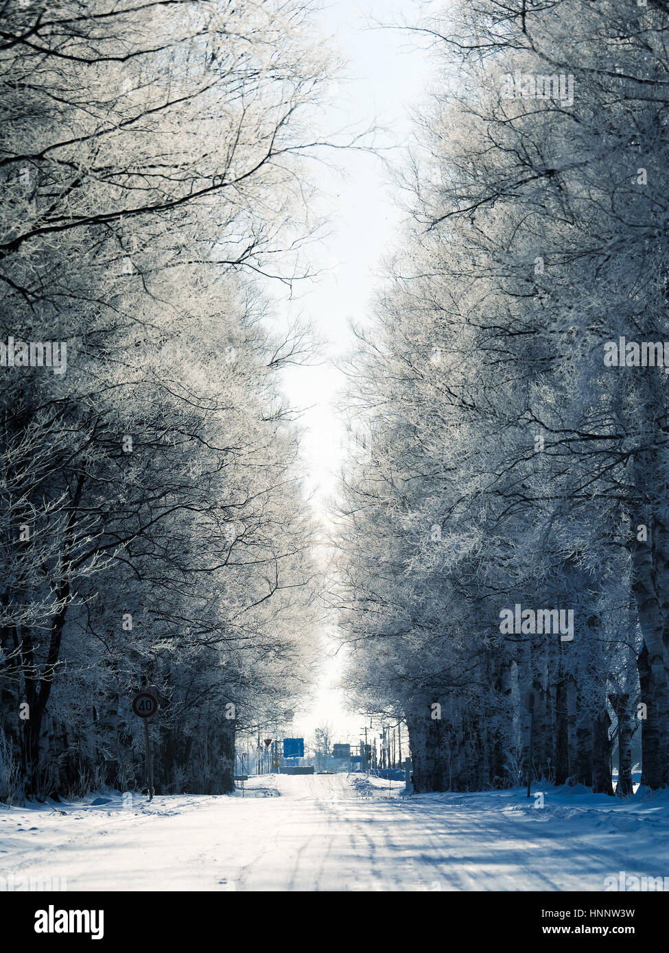 Tree lined street in winter Stock Photo - Alamy
